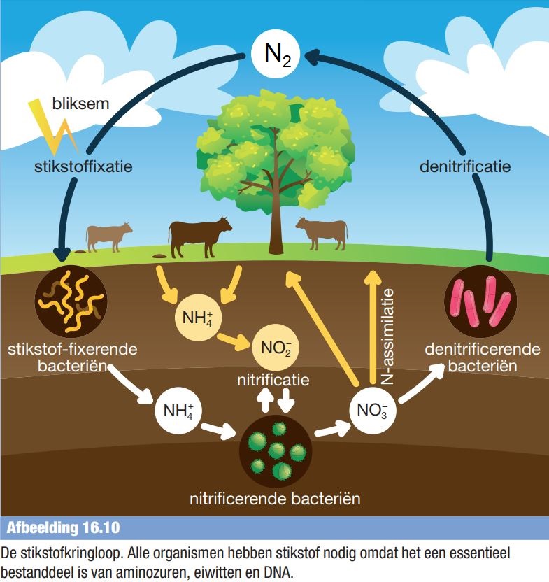 Test je kennis over de stikstofkringloop met flashcards en stikstofquiz ...